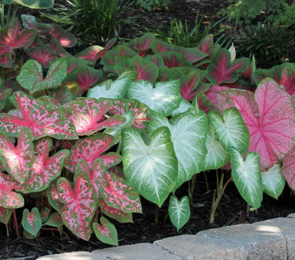 More Live Plants – Gerd's Garden